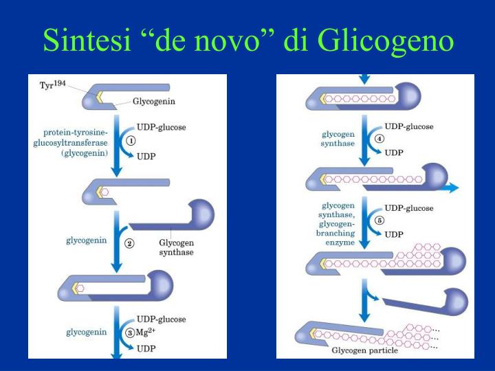 PPT - GLICOGENOSINTESI E GLICOGENOLISI PowerPoint Presentation - ID:1014974