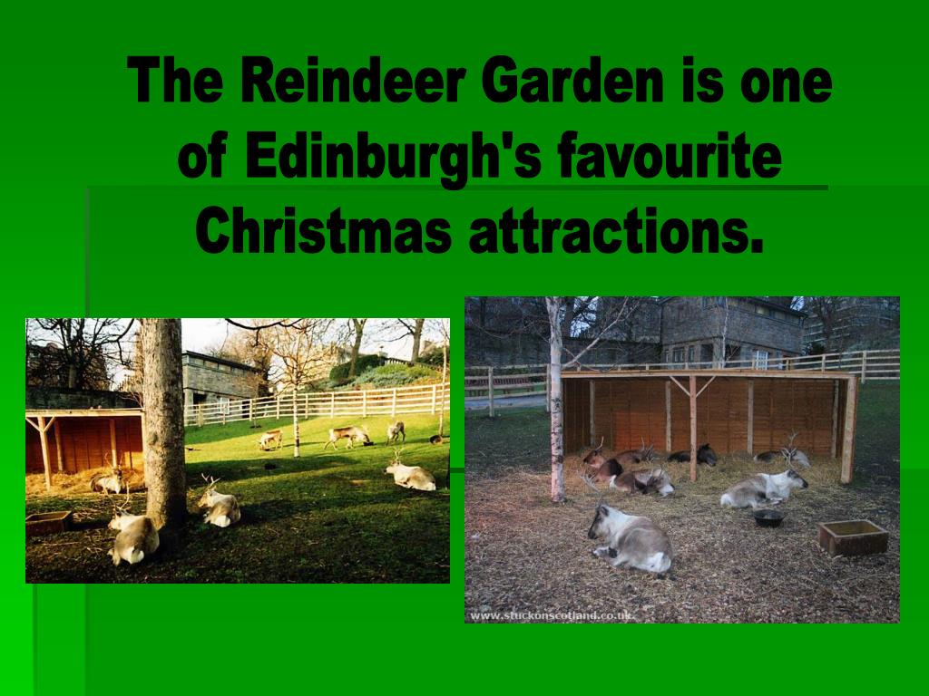 Ppt Christmas In Scotland Powerpoint Presentation Free Download Id