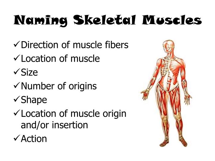 PPT - Muscular System PowerPoint Presentation - ID:1016900