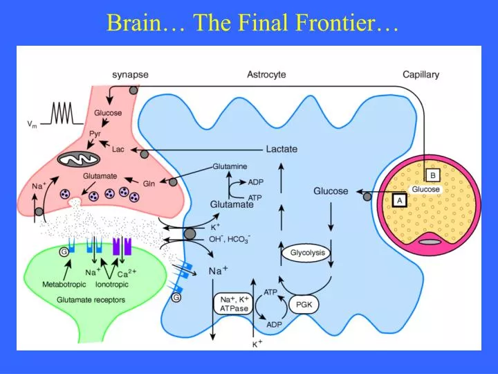 PPT - Brain… The Final Frontier… PowerPoint Presentation, free download ...
