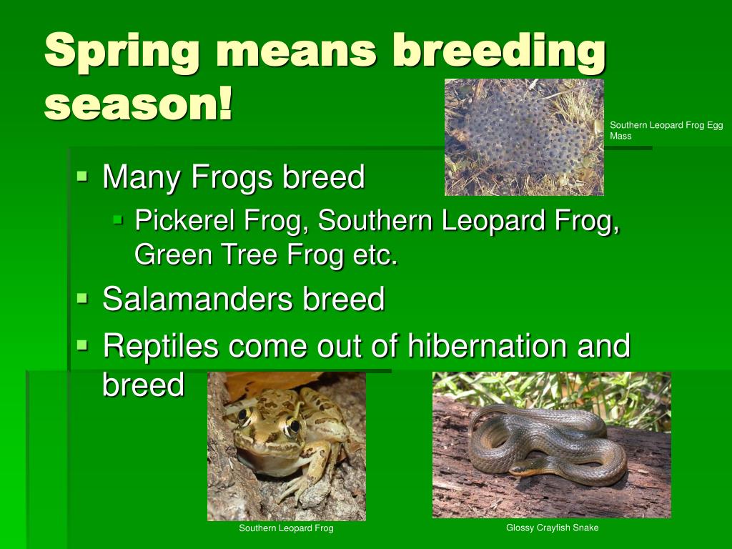 PPT - Herpetofauna: Season by Season PowerPoint Presentation, free ...