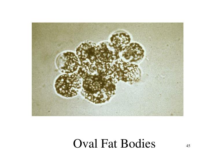 PPT - URINALYSIS PowerPoint Presentation - ID:1020869