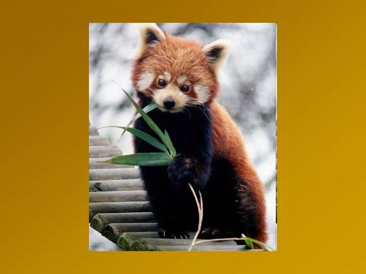 PPT - Red Panda PowerPoint Presentation, free download - ID:1021147