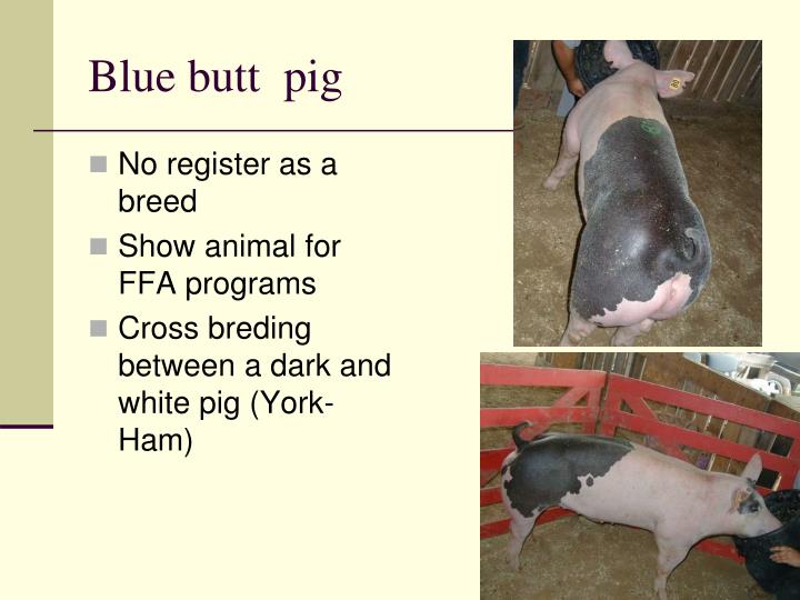 PPT - Swine Breeds PowerPoint Presentation - ID:1021599