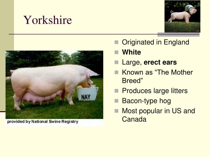 PPT - Swine Breeds PowerPoint Presentation - ID:1021599