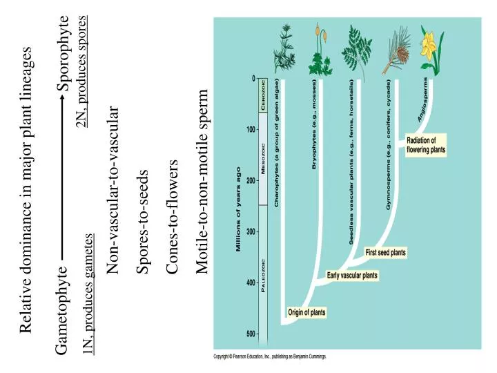 PPT - Relative dominance in major plant lineages PowerPoint ...