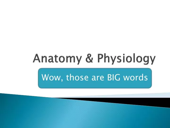 PPT - Anatomy & Physiology PowerPoint Presentation, free download - ID:1023487