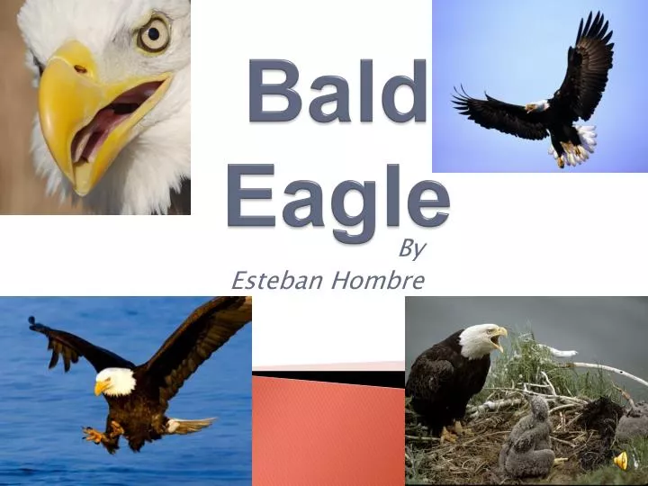 PPT - Bald Eagle PowerPoint Presentation, free download - ID:1025177