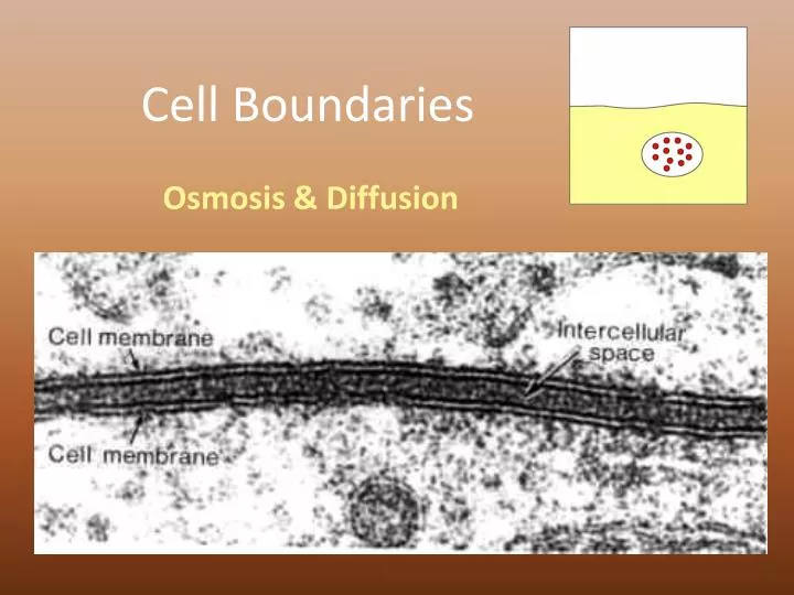 PPT - Cell Boundaries PowerPoint Presentation, free download - ID:1032363