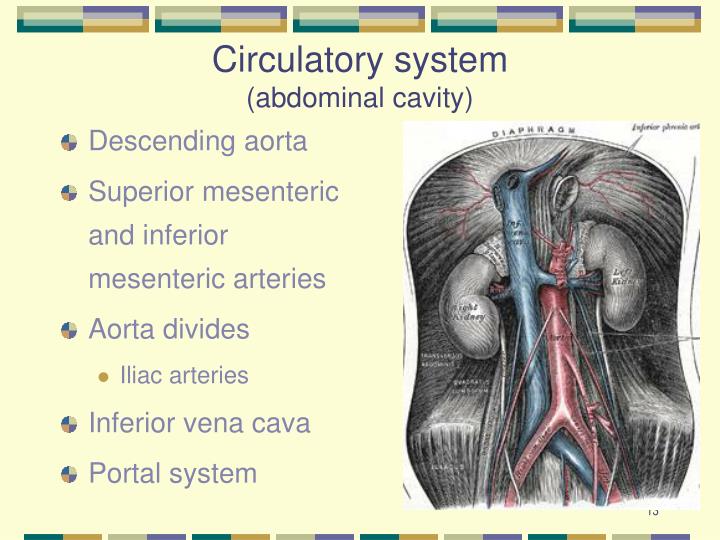 PPT - Abdominal Emergencies PowerPoint Presentation - ID:1032494