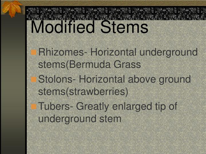 PPT - Plant Structures PowerPoint Presentation - ID:1033075