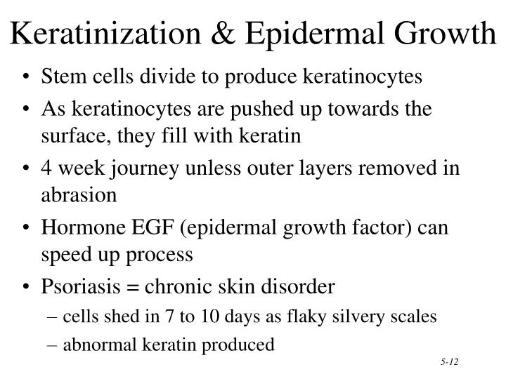 PPT - Chapter 5 The Integumentary System PowerPoint Presentation - ID ...