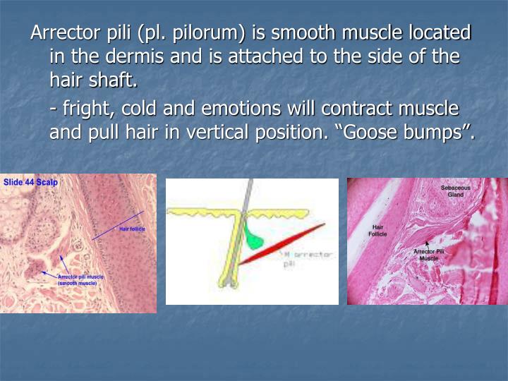 PPT - Integumentary System PowerPoint Presentation - ID:1039252