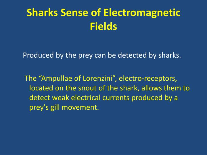 PPT - Chondrichthyes PowerPoint Presentation - ID:1039898
