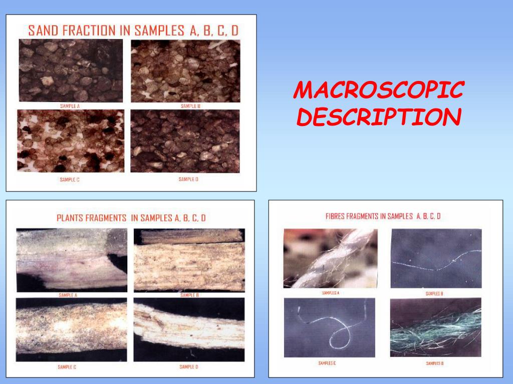PPT - Forensic Soil Analyses in Laura M. Homicide Case PowerPoint ...