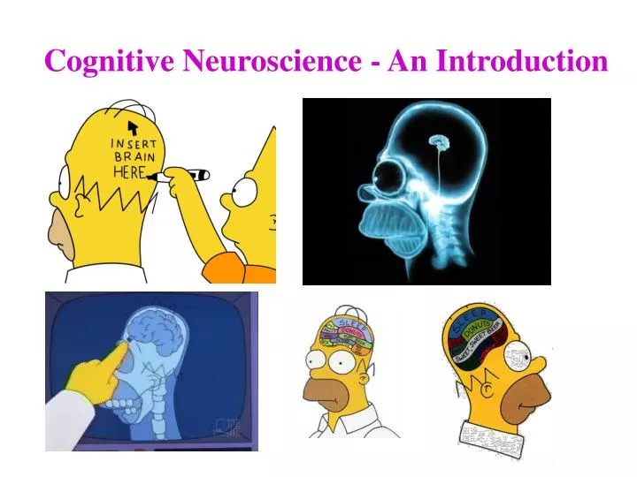 Ppt Cognitive Neuroscience An Introduction Powerpoint Presentation