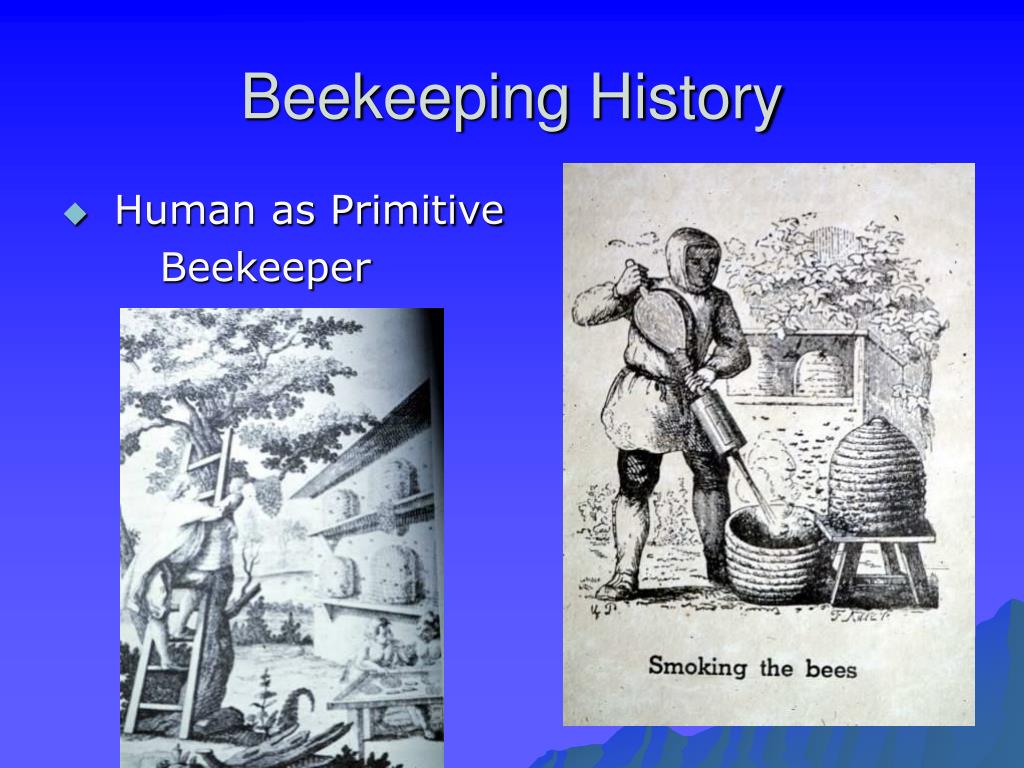 PPT - Beekeeping PowerPoint Presentation, free download - ID:1041271 PPT - Beekeeping PowerPoint Presentation, free download - ID:1041271