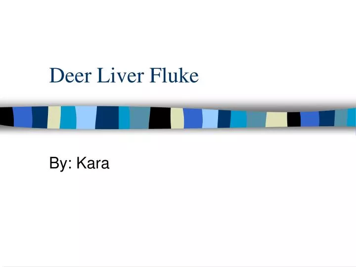 PPT - Deer Liver Fluke PowerPoint Presentation, free download - ID:104379