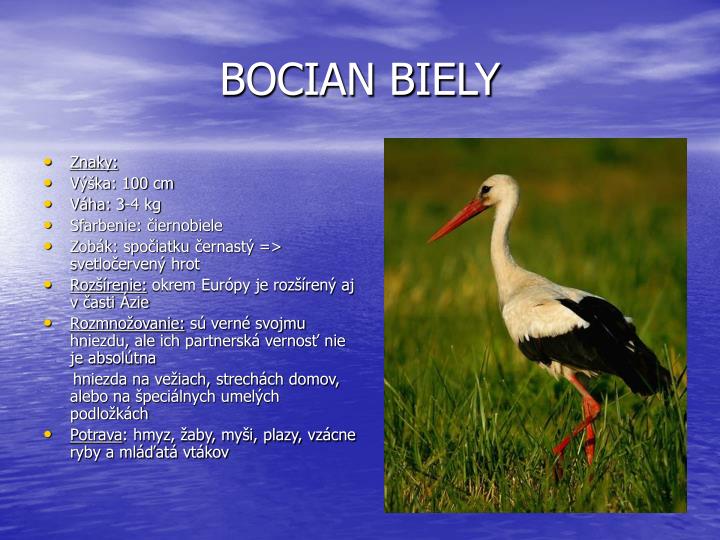 PPT - VTÁKY ŽIJÚCE PRI VODE PowerPoint Presentation - ID:1044035