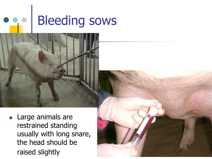 PPT - Swine PowerPoint Presentation - ID:1044546