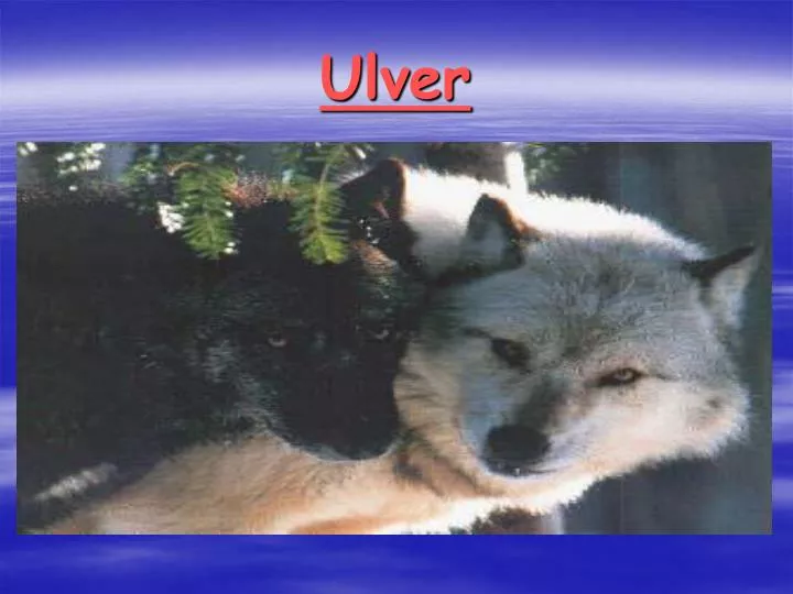 PPT - Ulver PowerPoint Presentation, free download - ID:1044614