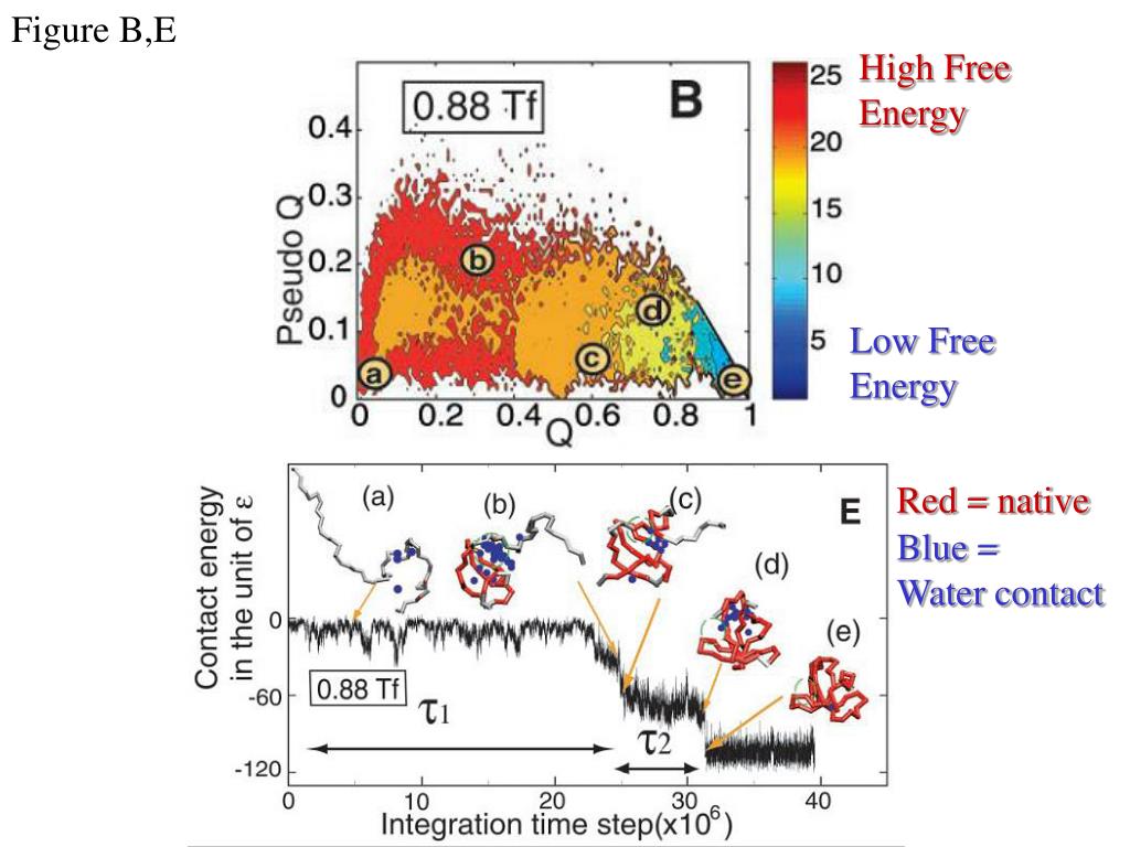 PPT - Protein Folding Dynamics: Water Expulsion and Hydrophobic Core ...