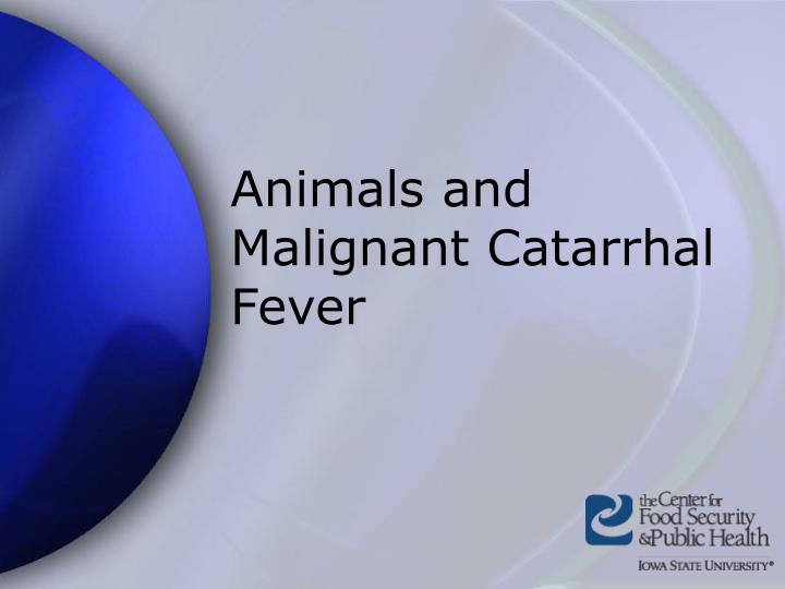 PPT - Malignant Catarrhal Fever PowerPoint Presentation - ID:104568