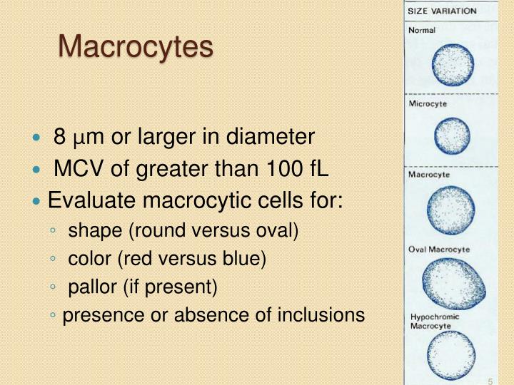 PPT - MLAB 1415: Hematology Keri Brophy -Martinez PowerPoint ...
