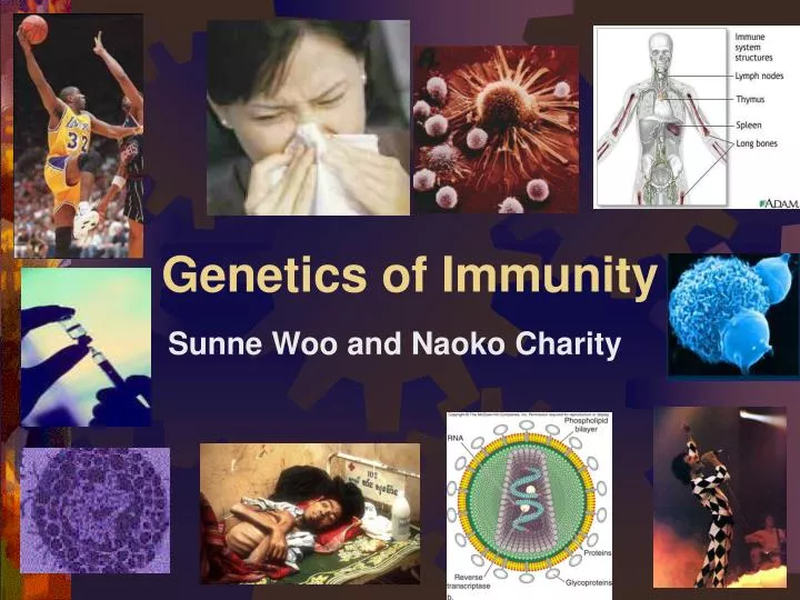 PPT - Genetics of Immunity PowerPoint Presentation, free download - ID ...