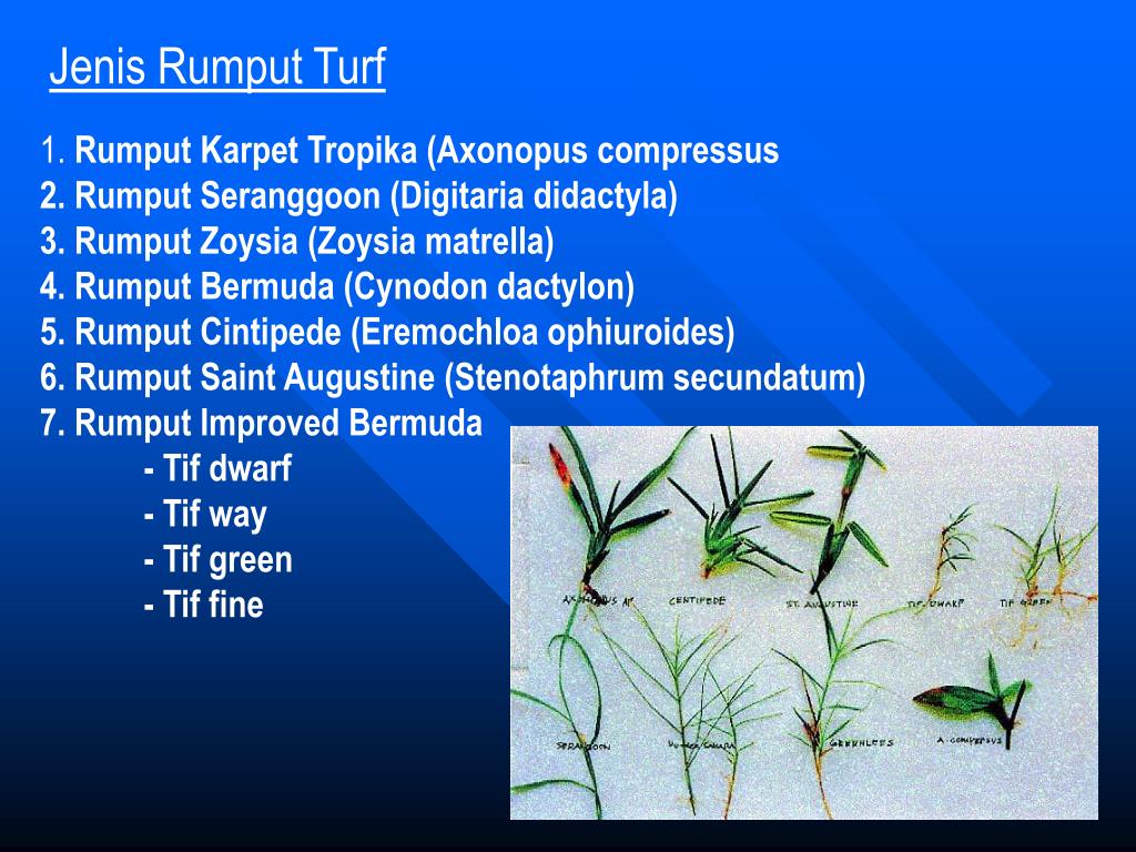 PPT - Tanaman Rumput Turf dan Penutup Bumi Oleh Zulhazmi Bin Sayuti ...