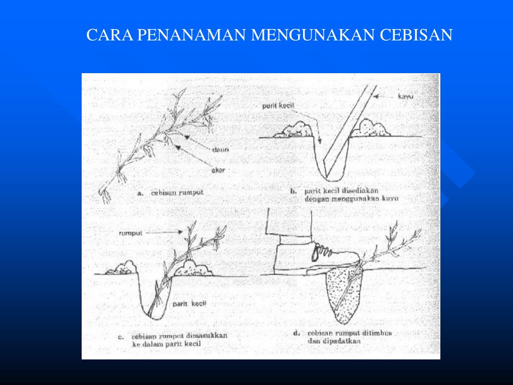 PPT - Tanaman Rumput Turf dan Penutup Bumi Oleh Zulhazmi Bin Sayuti ...