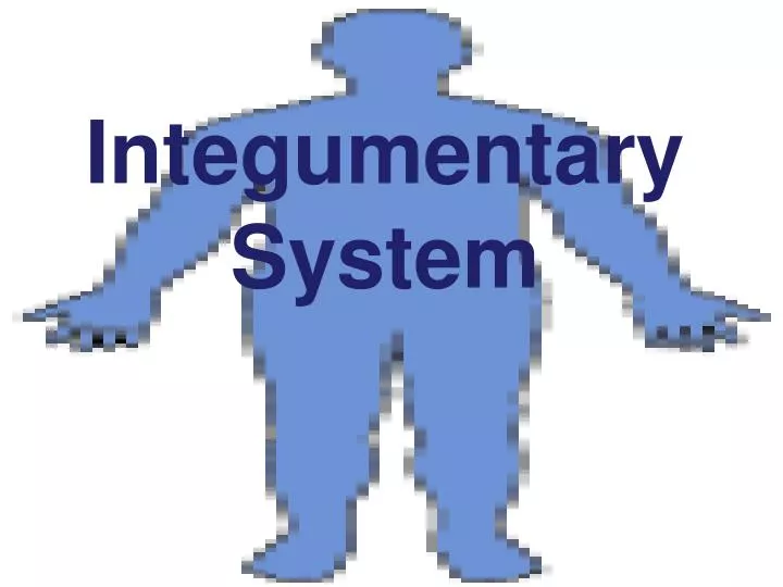 PPT - Integumentary System PowerPoint Presentation, free download - ID ...