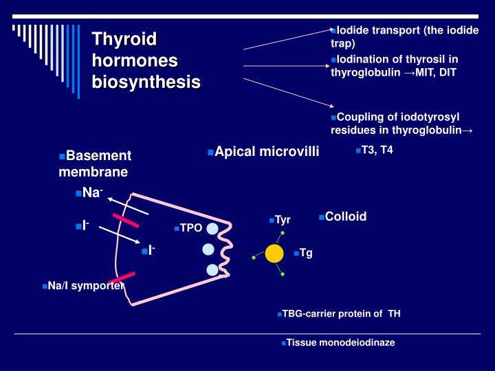 PPT - THE THYROID GLAND PowerPoint Presentation - ID:1050360