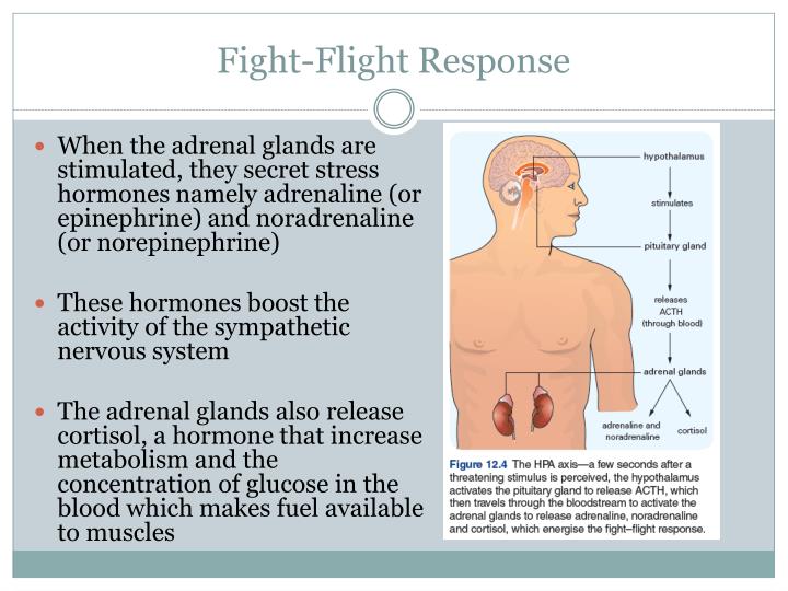 PPT - Chapter 12: Stress and Health PowerPoint Presentation - ID:1051366