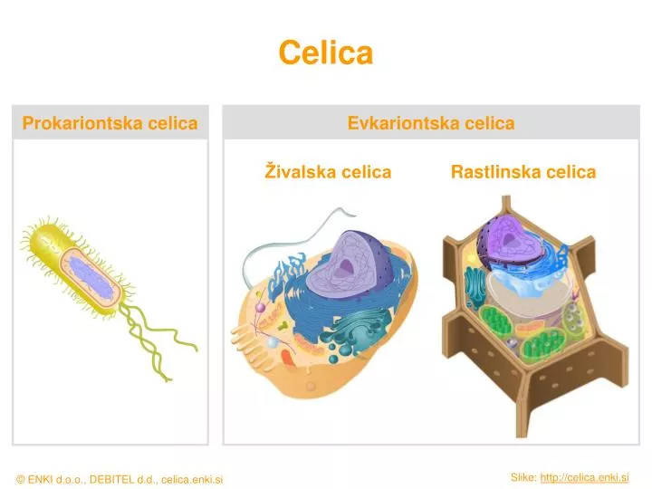 Ploščica: CELICA in CELIČNA DELITEV | Biologija 8.r | Arnes Učilnice