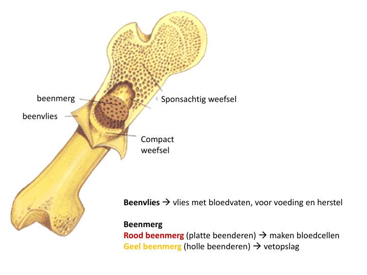 PPT - 2.1 Het skelet PowerPoint Presentation - ID:1053574