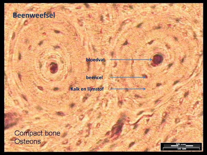 PPT - 2.1 Het skelet PowerPoint Presentation - ID:1053574