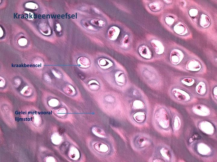 PPT - 2.1 Het skelet PowerPoint Presentation - ID:1053574