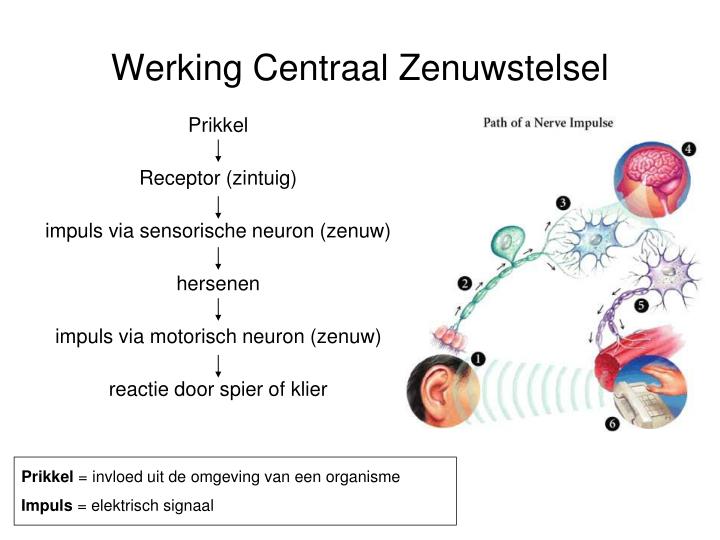 PPT - Hfdst 4: Afstemming geregeld levenskenmerk : Waarnemen PowerPoint ...