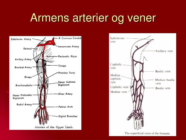 PPT - Sirkulasjons-systemet. Hjerte-, karsykdommer PowerPoint ...