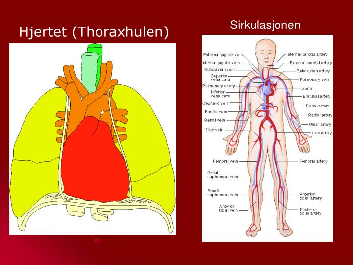 PPT - Sirkulasjons-systemet. Hjerte-, karsykdommer PowerPoint ...