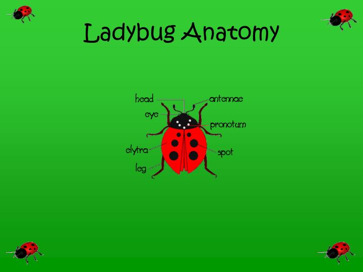 PPT - By Shelli Carlson PowerPoint Presentation - ID:1057597