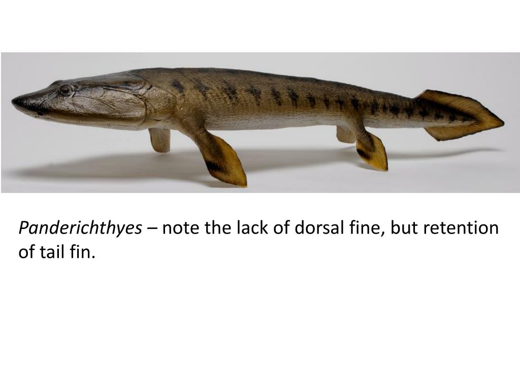 PPT - Stuart S. Sumida Biology 342 Phylogeny of Basal Tetrapoda ...