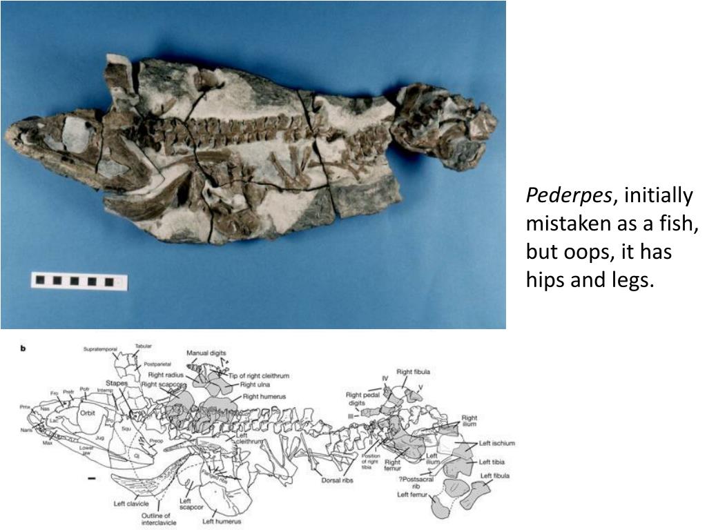 PPT - Stuart S. Sumida Biology 342 Phylogeny of Basal Tetrapoda ...