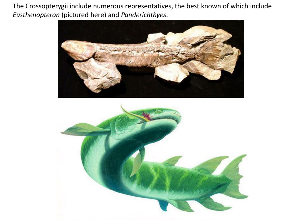 PPT - Stuart S. Sumida Biology 342 Phylogeny of Basal Tetrapoda ...