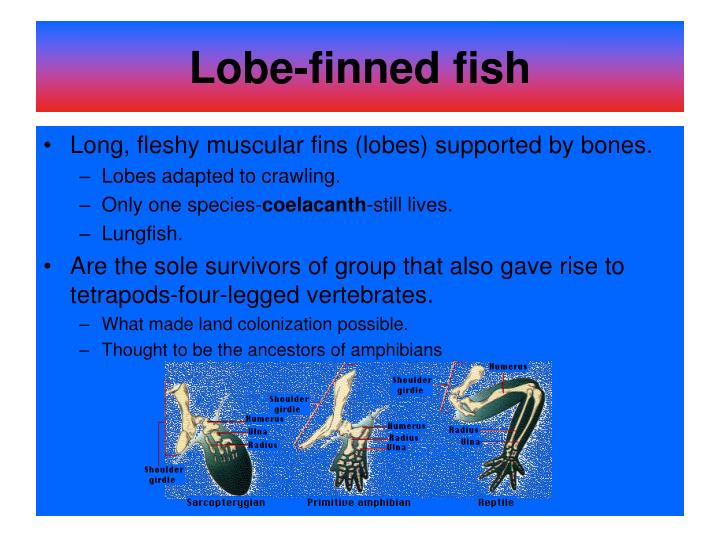 PPT - Taxonomy Phylum Chordata PowerPoint Presentation - ID:1058791