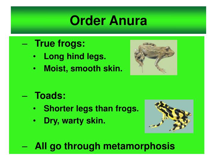 PPT - Taxonomy Phylum Chordata PowerPoint Presentation - ID:1058791