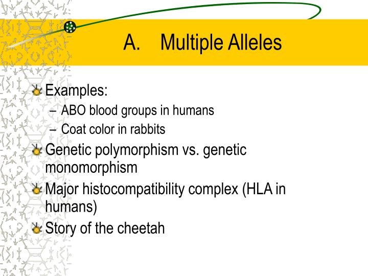 PPT - Multiple Alleles, Multiple Genes, and Lethality PowerPoint ...