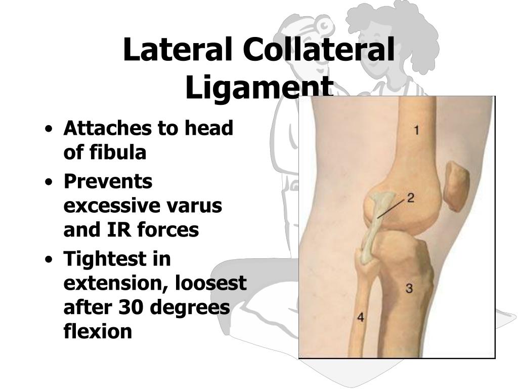 PPT Knee Anatomy PowerPoint Presentation Free Download ID 1059528
