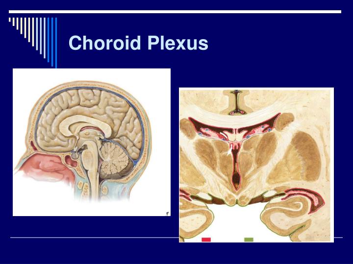 PPT - PEDIATRIC HYDROCEPHALUS PowerPoint Presentation - ID:1060228